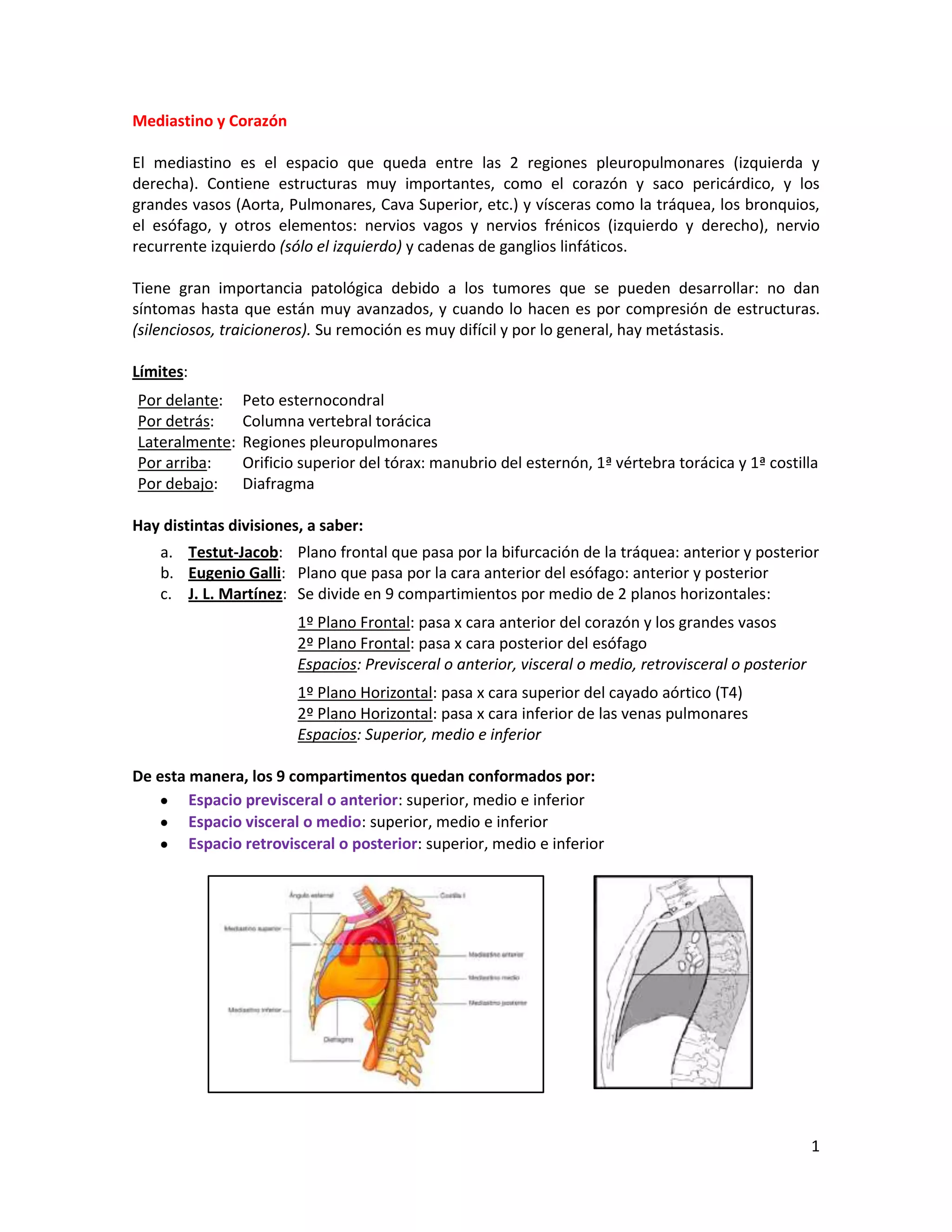 Mediastino y Corazón | DOCX