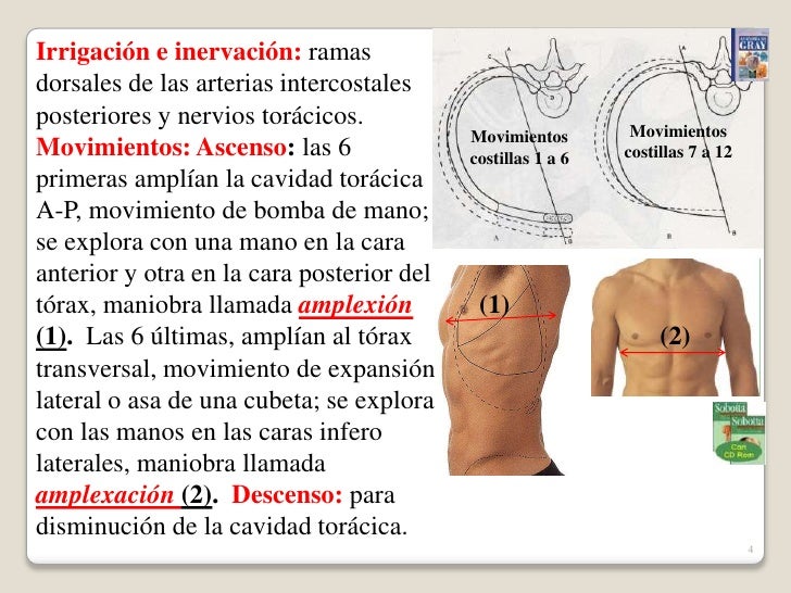 Torax articulaciones