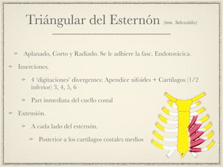 Músculos Costales del Tórax | KEY