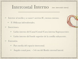 Músculos Costales del Tórax | KEY
