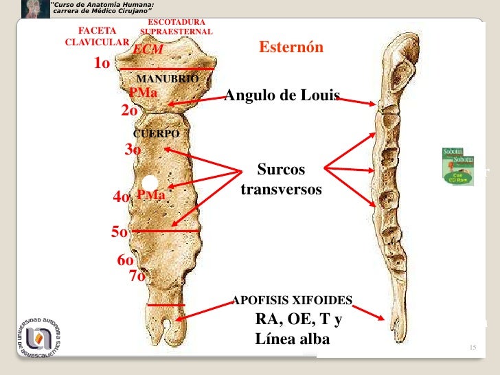 Torax esqueleto