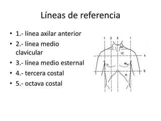 Tórax, esternón, costillas by Sócrates Pozo | PPT