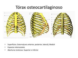 Tórax, esternón, costillas by Sócrates Pozo | PPT