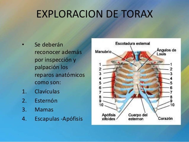 Torax exploracion
