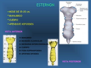 Torax i (esqueleto y articulaciones) | PPT