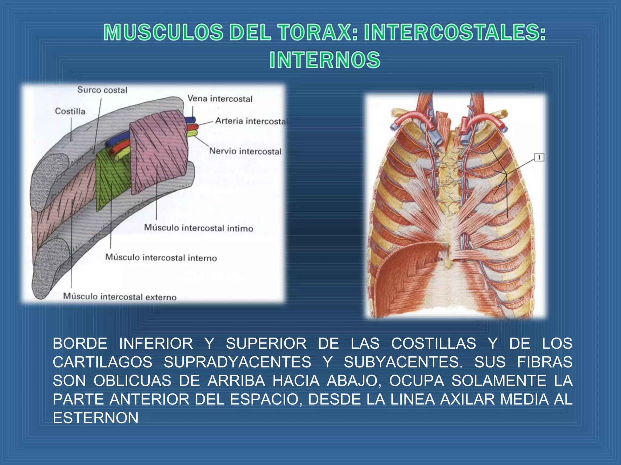 Torax iv (musculos y vascularizacion) | PPT