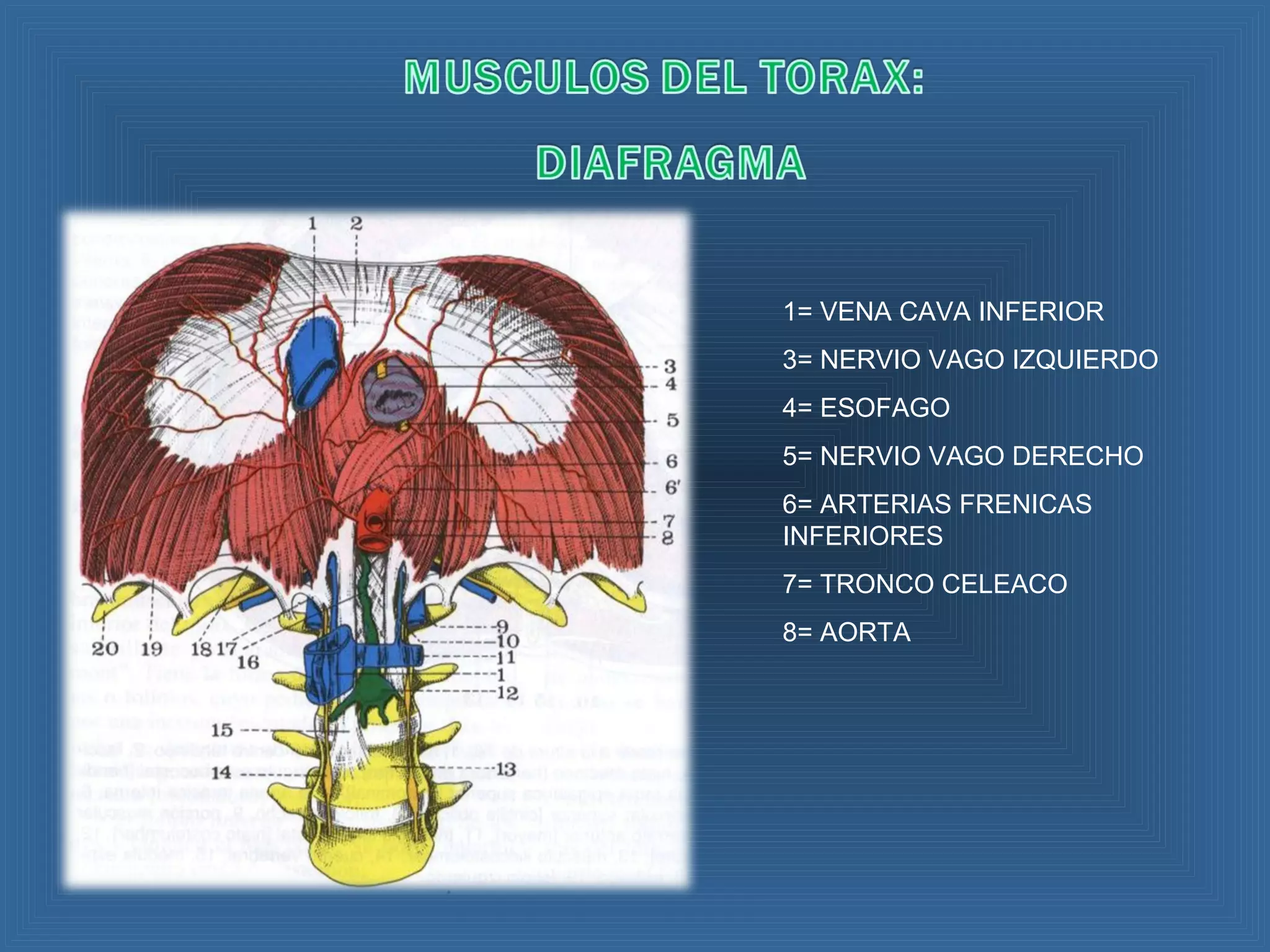 Torax iv (musculos y vascularizacion) | PPT