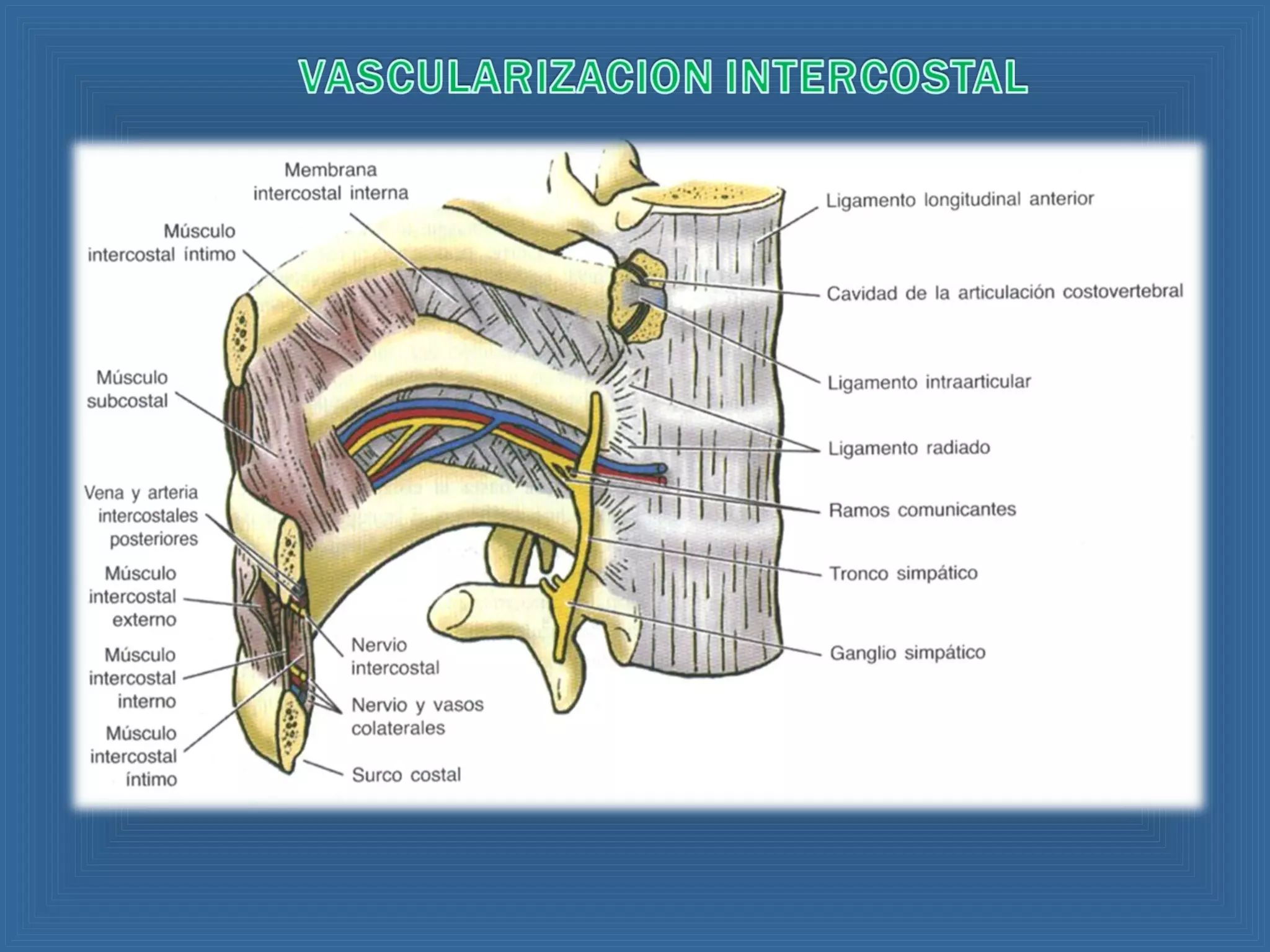 Torax iv (musculos y vascularizacion) | PPT