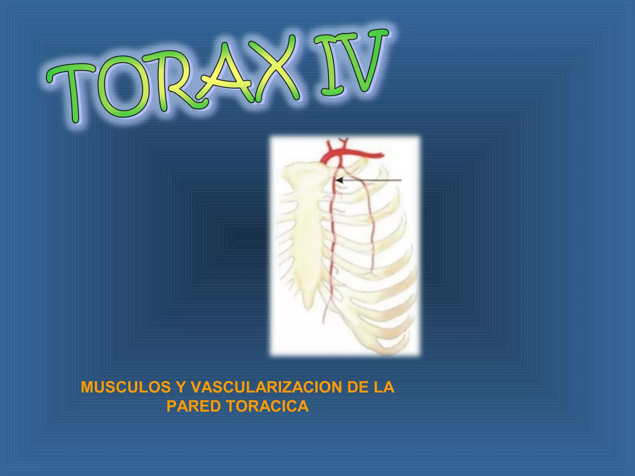 Torax iv (musculos y vascularizacion) | PPT