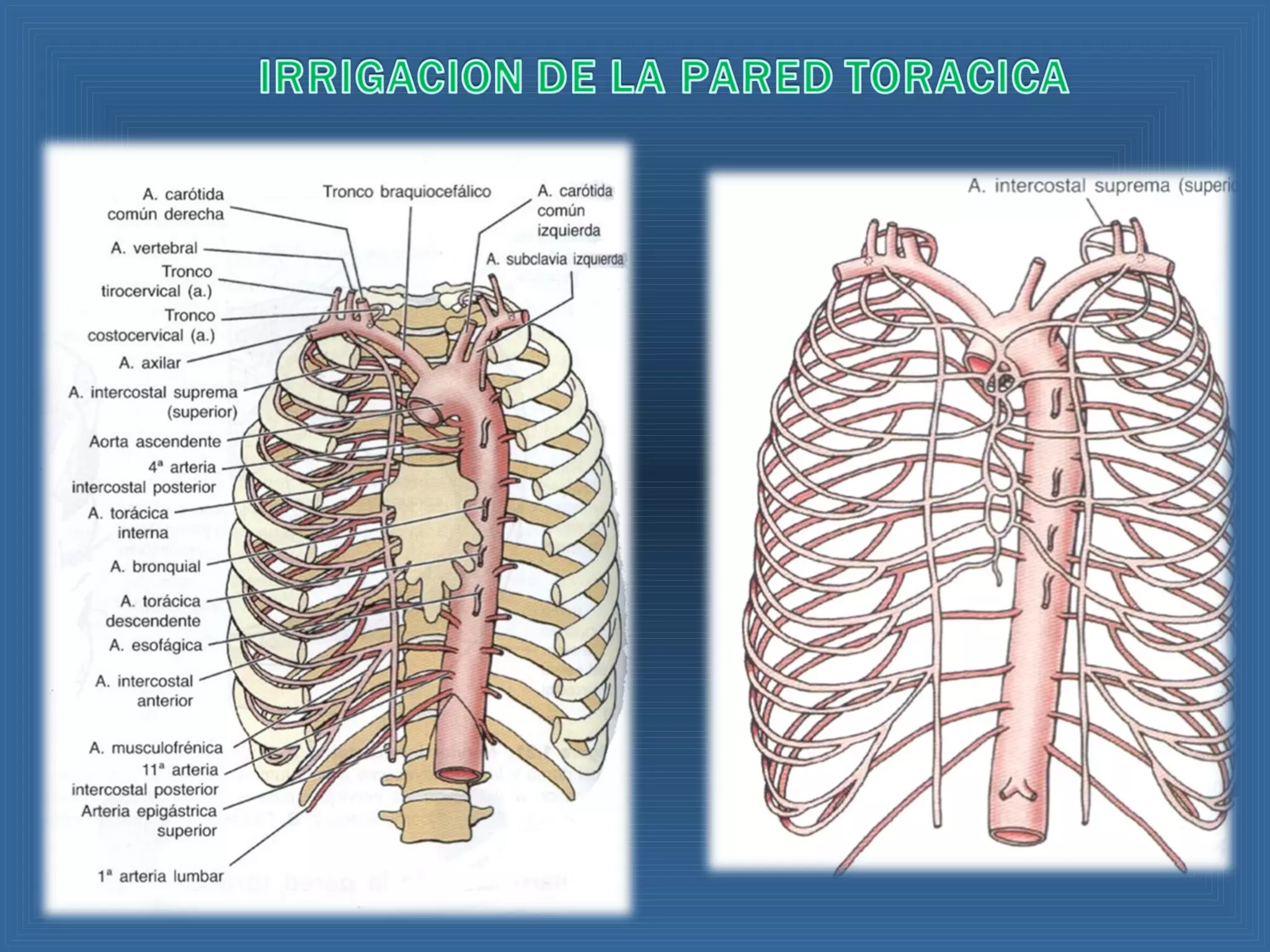 Torax iv (musculos y vascularizacion) | PPT