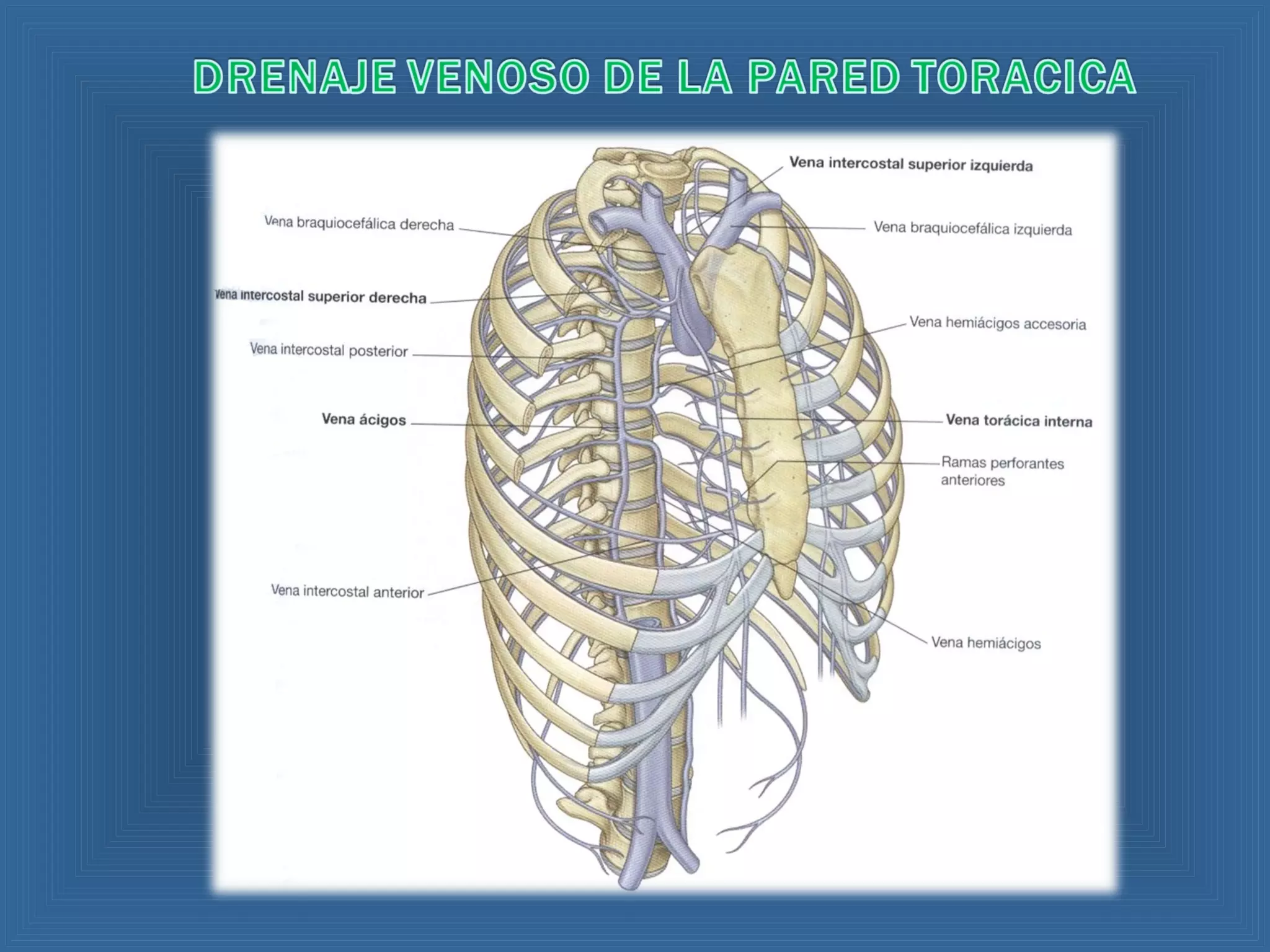 Torax iv (musculos y vascularizacion) | PPT