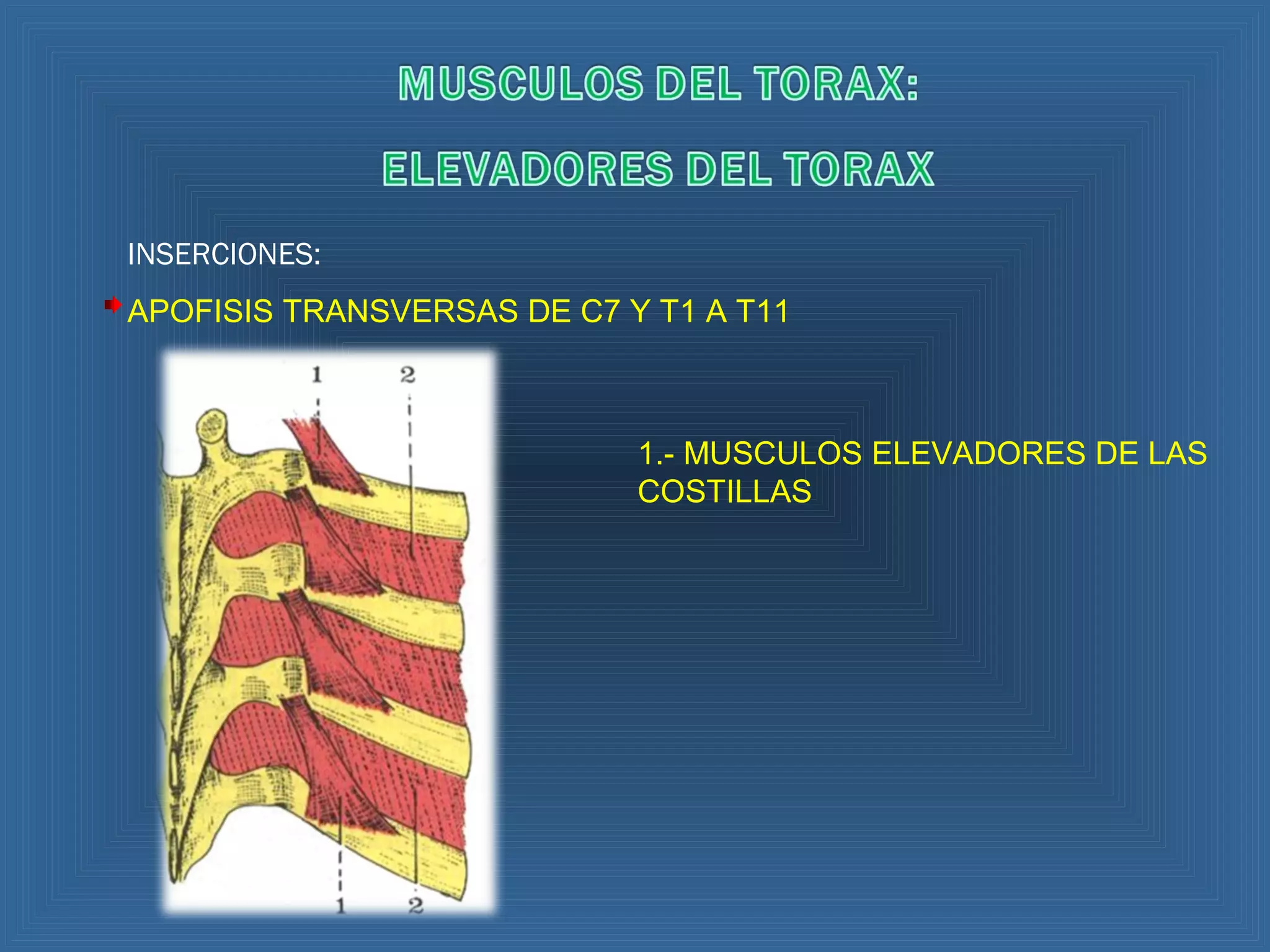 Torax iv (musculos y vascularizacion) | PPT