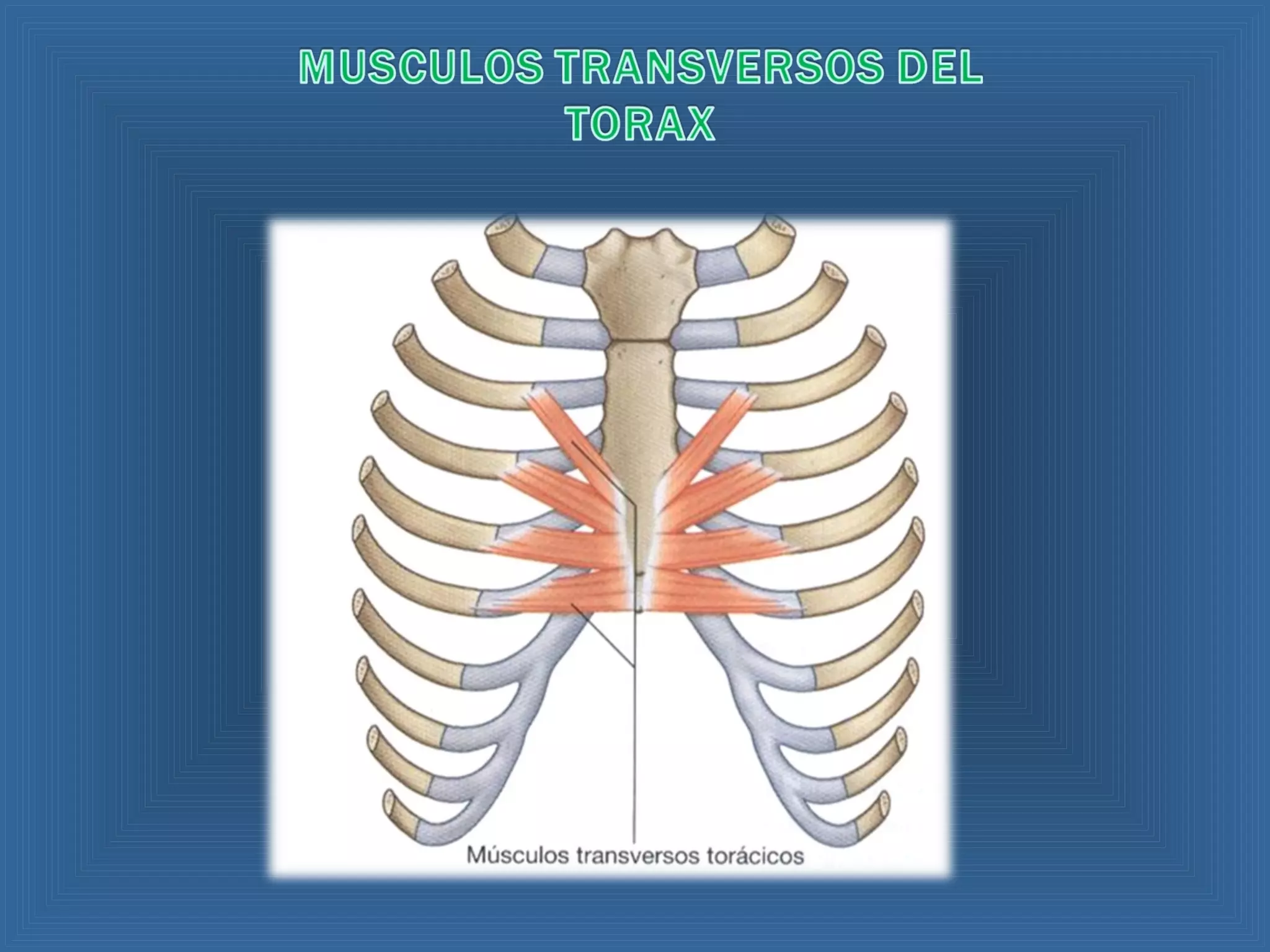 Torax iv (musculos y vascularizacion) | PPT