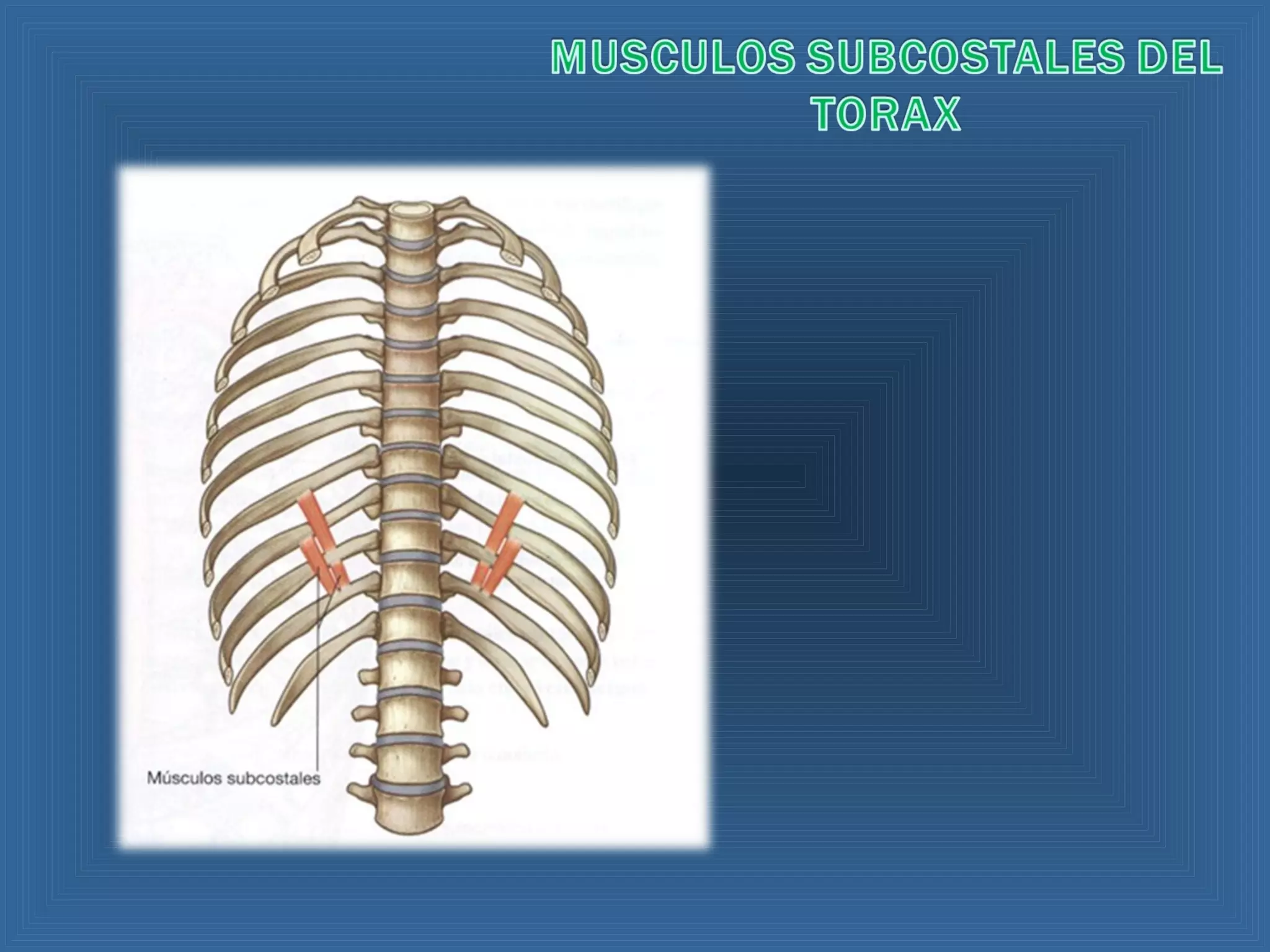 Torax iv (musculos y vascularizacion) | PPT