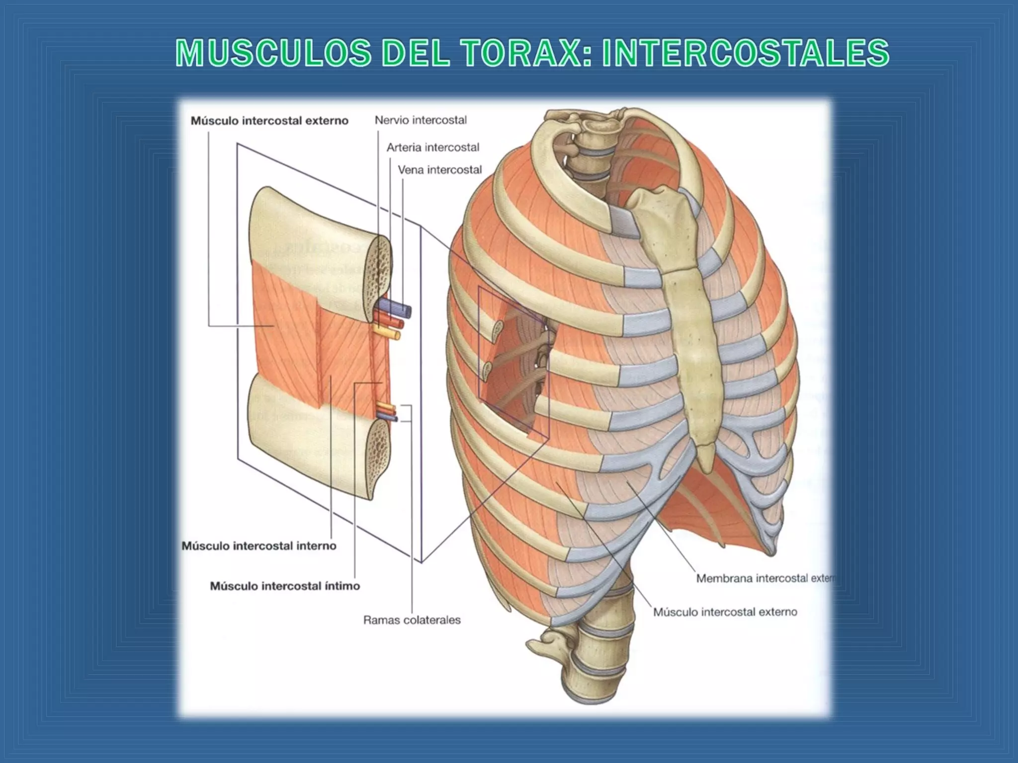 Torax iv (musculos y vascularizacion) | PPT