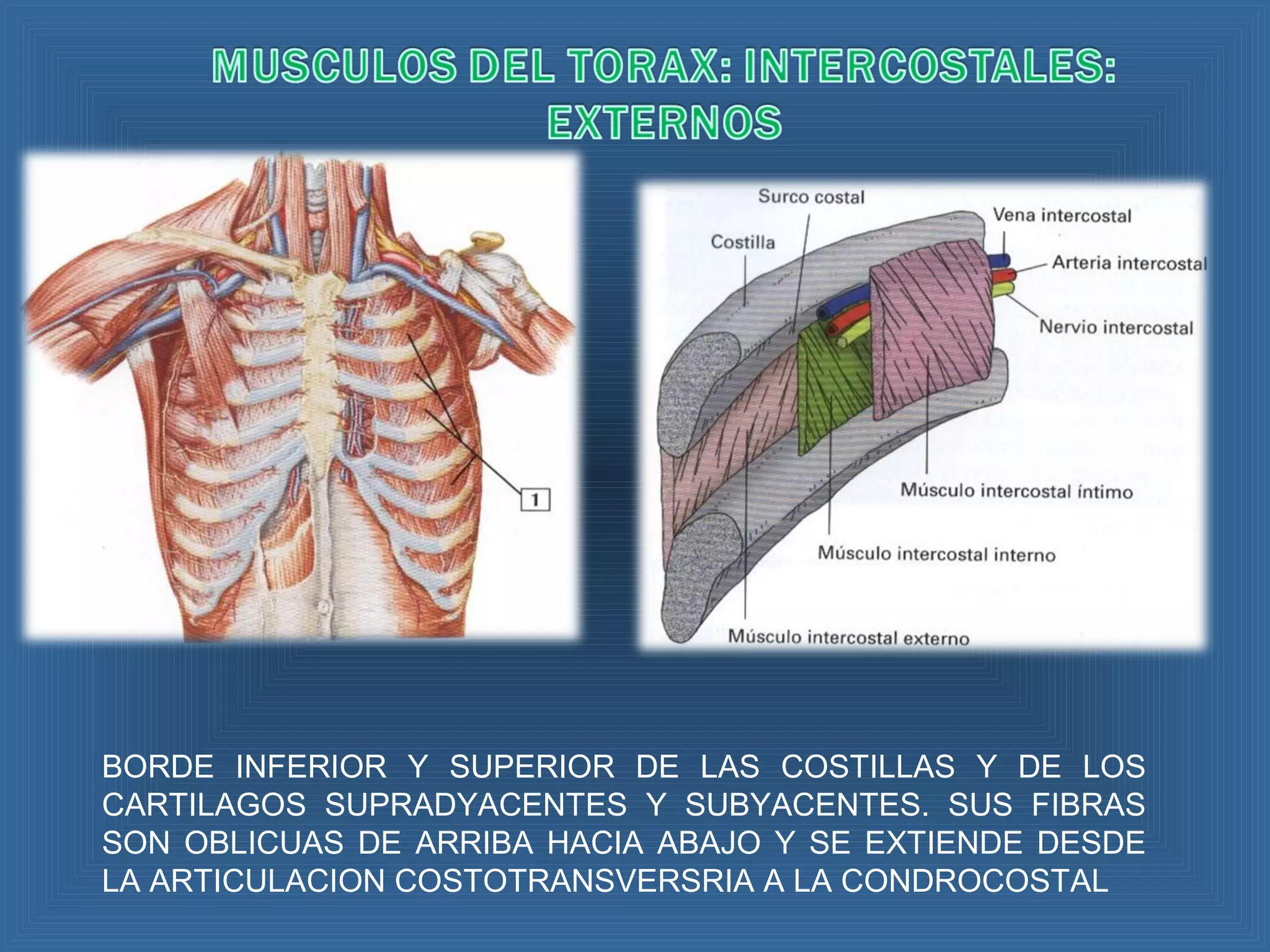 Torax iv (musculos y vascularizacion) | PPT