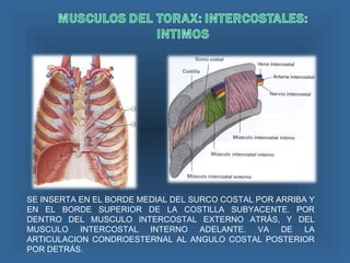 Torax iv (musculos y vascularizacion) | PPT
