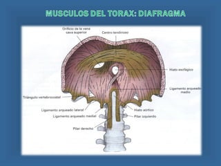 Torax iv (musculos y vascularizacion) | PPT