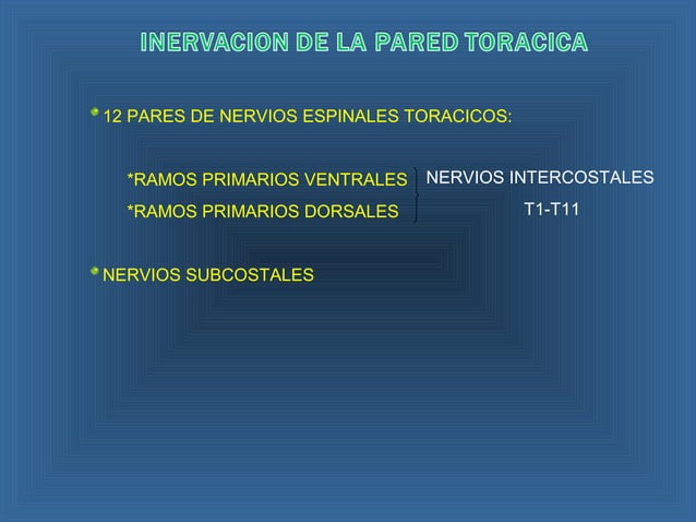 Torax iv (musculos y vascularizacion) | PPT