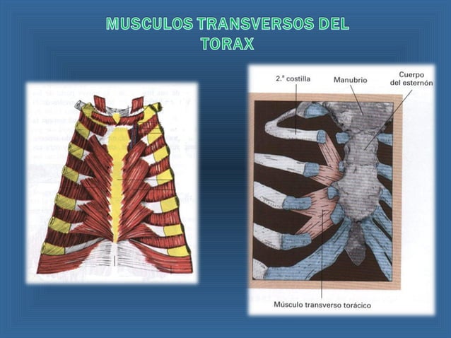 Torax iv (musculos y vascularizacion) | PPT
