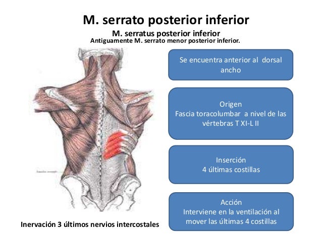 Serrato Posterior