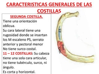 TORAX ÓSEO, ARTICULACIONES, MÚSCULOS.pptx