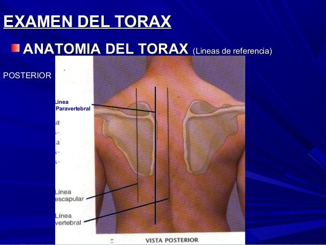 Semiologia del Torax
