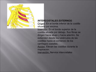 Torax y abdomen | PPT