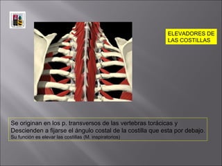 Torax y abdomen | PPT