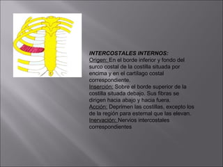 Torax y abdomen | PPT