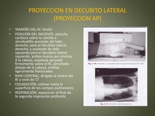Torax y abdomen diapositivas | PPTX