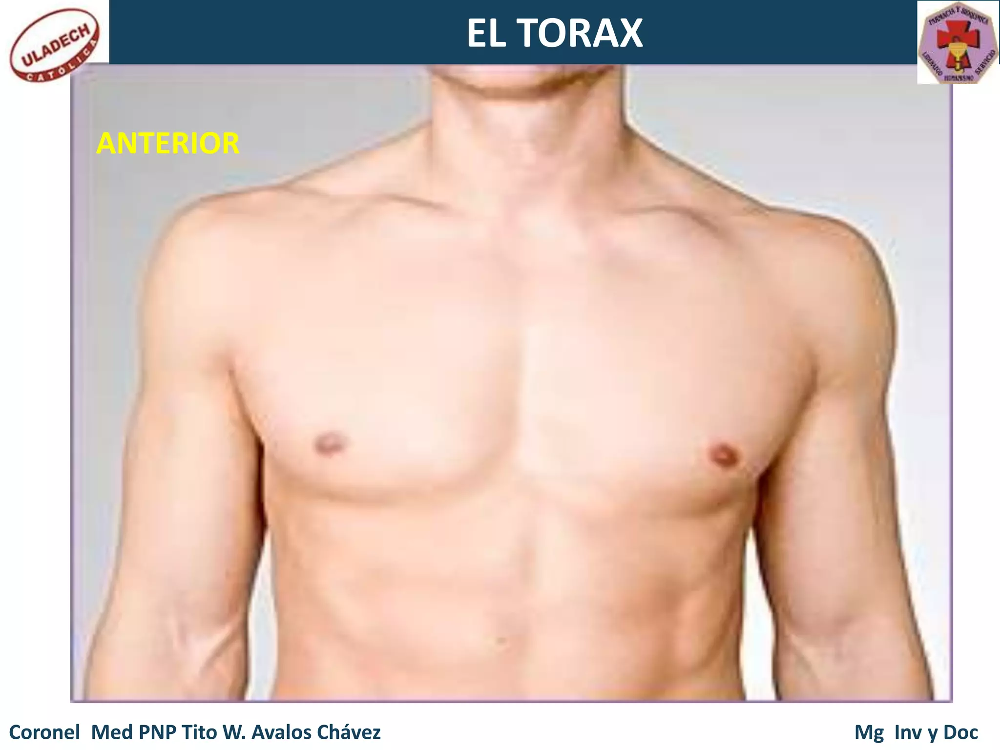 Torax y medias | PPTX
