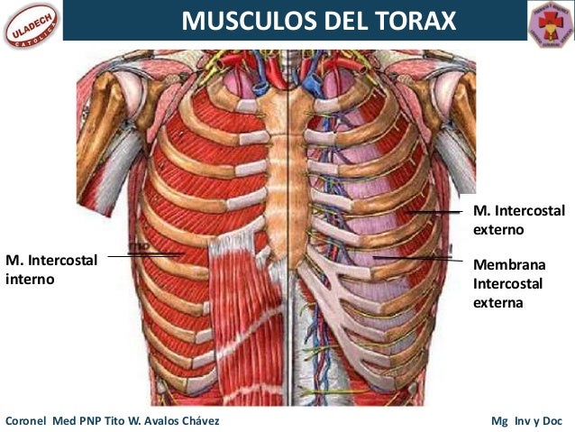 Torax y medias