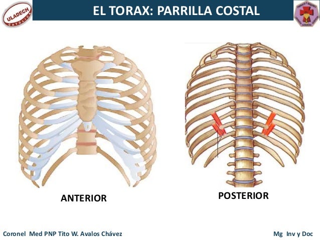 Torax y medias