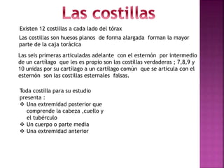 Torax y pelvis | PPTX