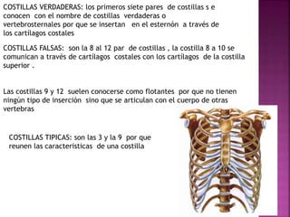 Torax y pelvis | PPTX