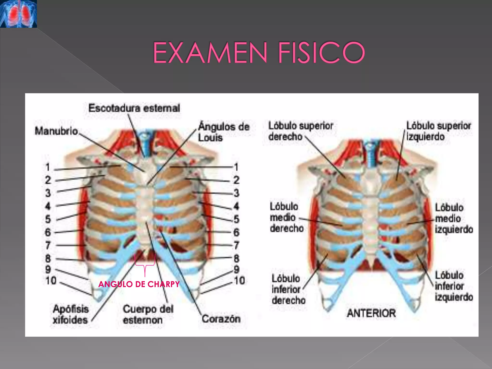 SEMIOLOGIA DE TORAX Y PULMONES | PPTX