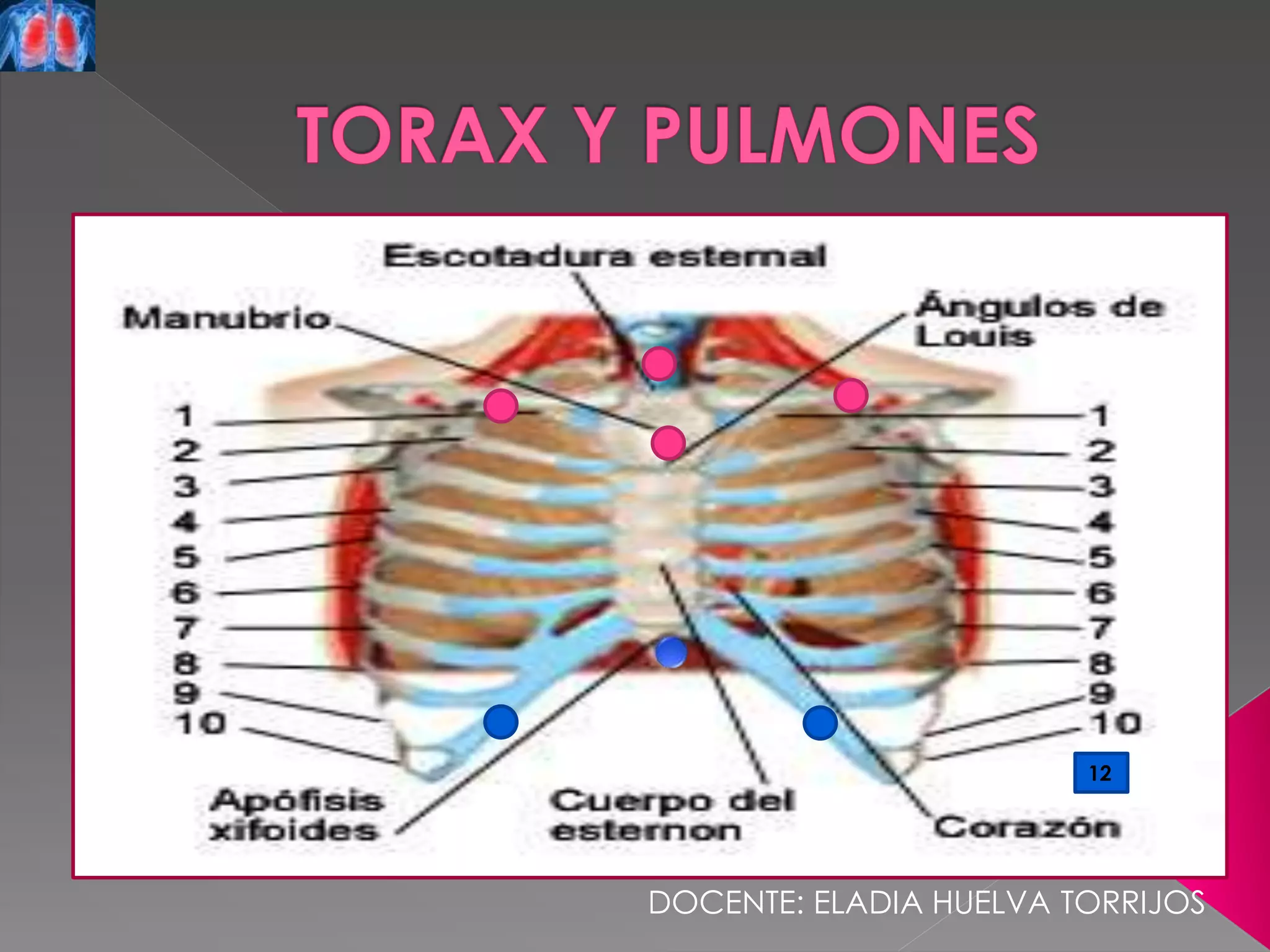 SEMIOLOGIA DE TORAX Y PULMONES | PPTX