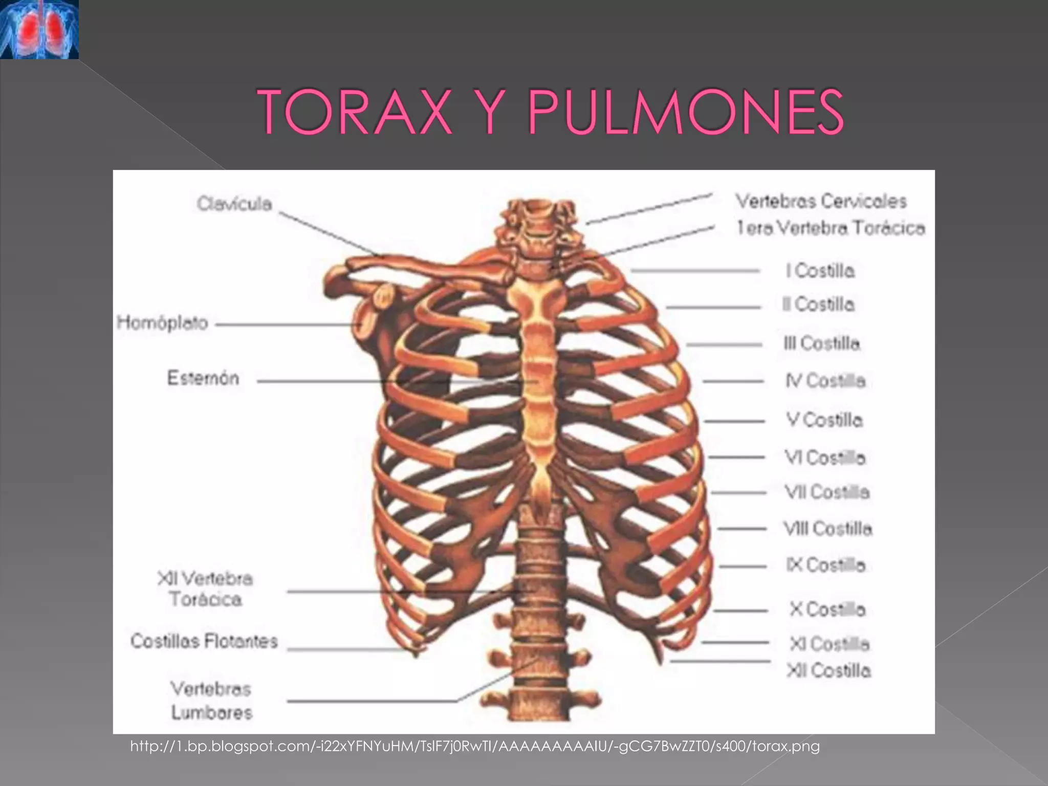 SEMIOLOGIA DE TORAX Y PULMONES | PPTX
