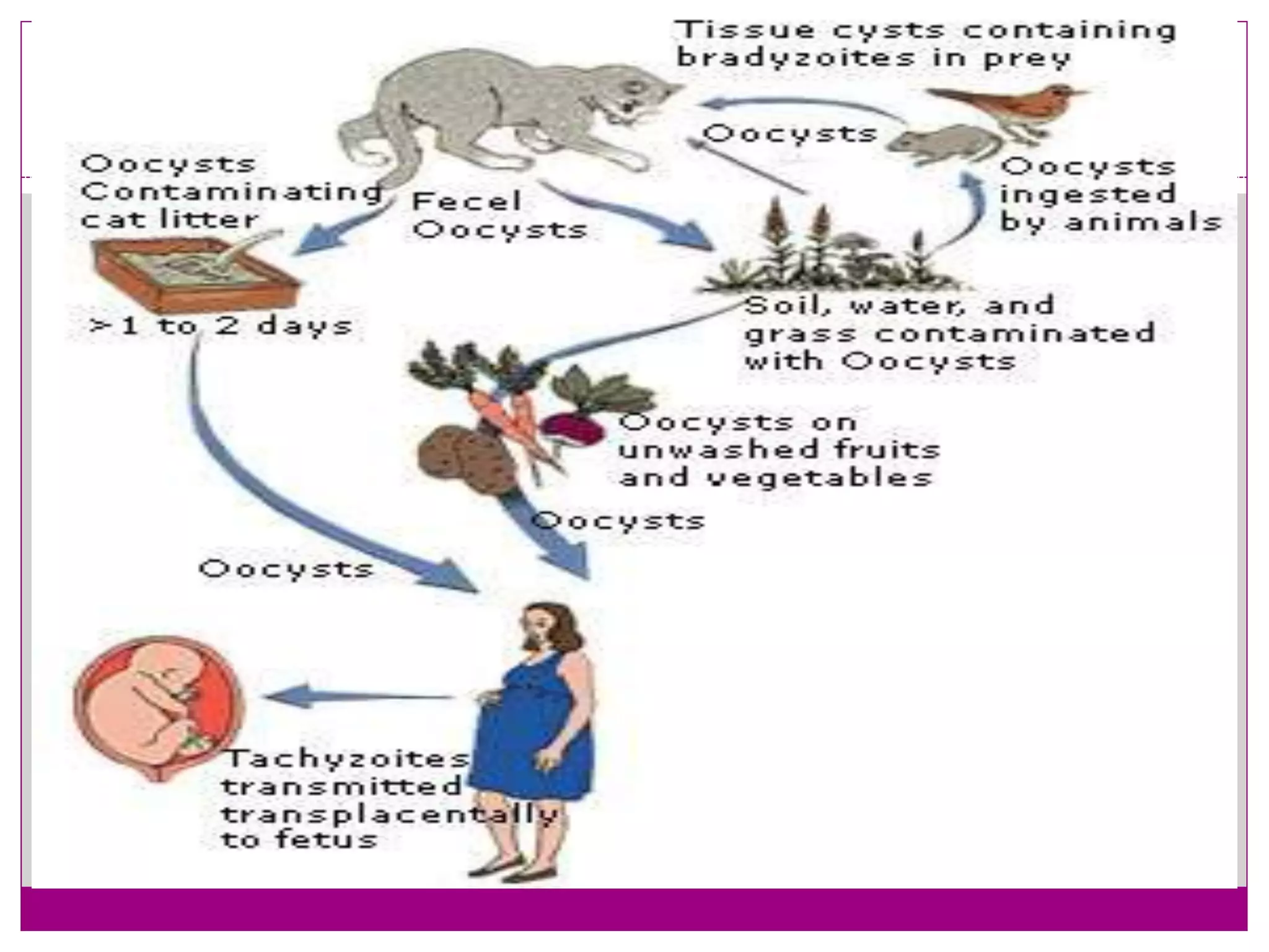 Torch infection in pregnancy | PPTX