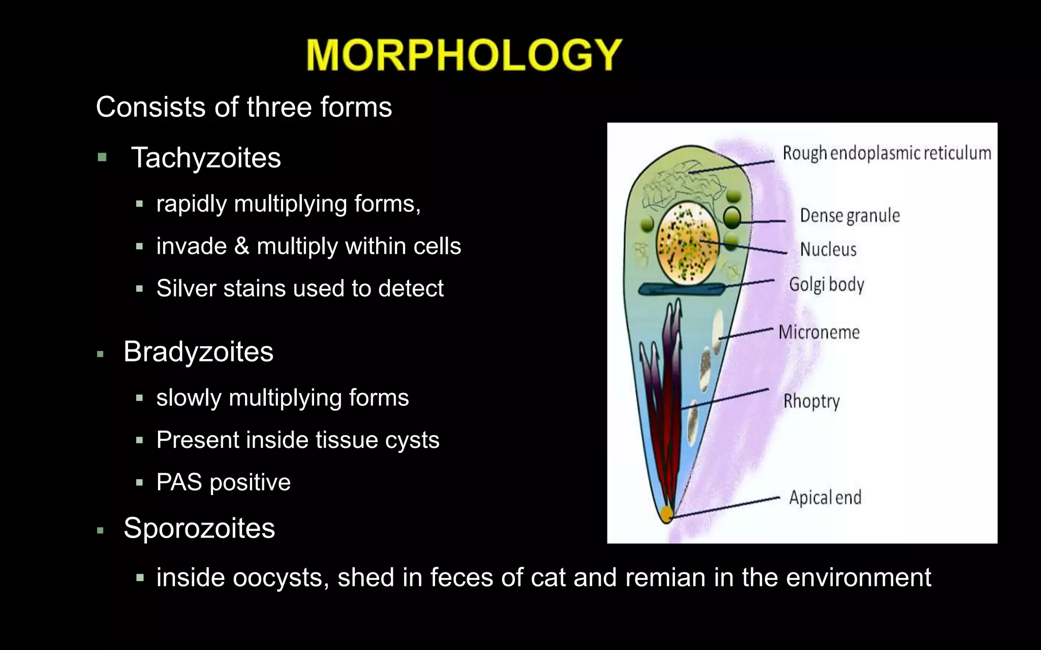 Torch, fetal infections | PPT