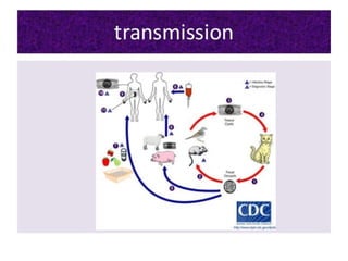 Torch infection | PPT