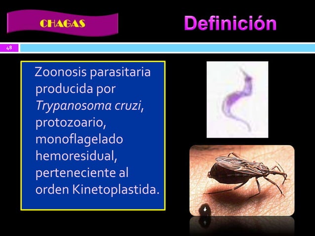 Torch y embarazo | PPTX
