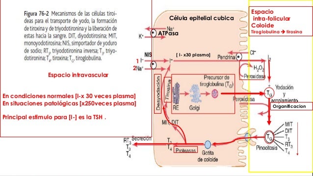 Tormenta tiroidea consideraciones fisiologicas, diagnostico , manejo