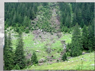 Recent changes of the timberline and treeline in the Southern ...