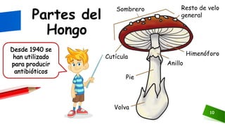Los reinos de la naturaleza | PPTX