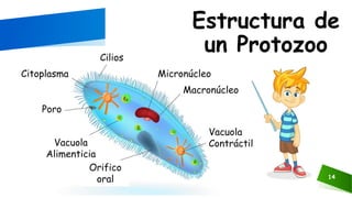 Los reinos de la naturaleza | PPTX