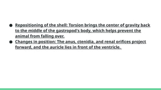 Torsion and detorsion in Gastropods ppt...pptx