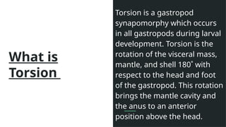 Torsion and detorsion in Gastropods ppt...pptx