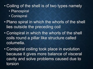 Torsion in gastropoda | PPTX